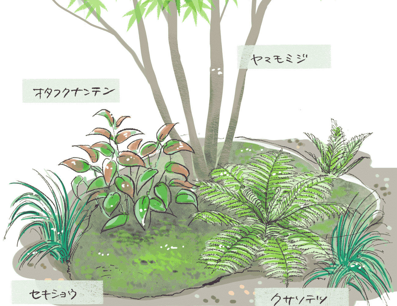 雑木の庭の植物の選び方や配置